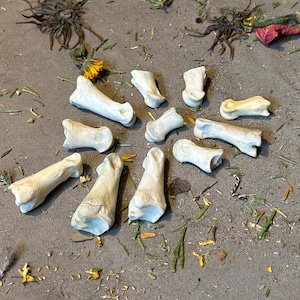 11 Deer Knuckle Toe Bones - Etsy