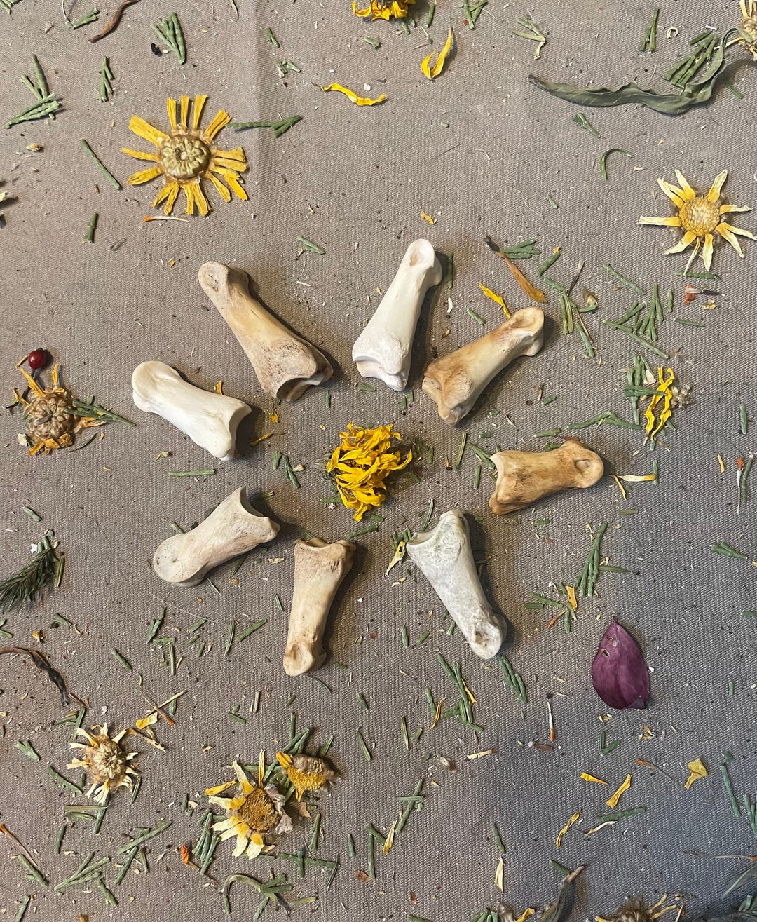 8 Deer Knuckle Toe Bones - Etsy