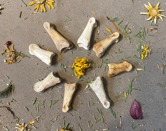 Deer Toe Bones, Knuckle Bones, Bones for Crafts, Animal Bones, Witch ...