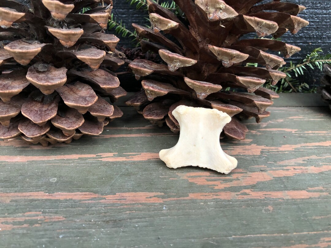 1 Deer Sternum Bone. Natural Bone Mjolnir. - Etsy