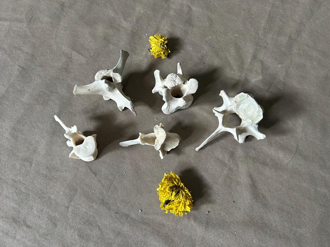5 Deer Vertebrae! Real Bones! - Etsy