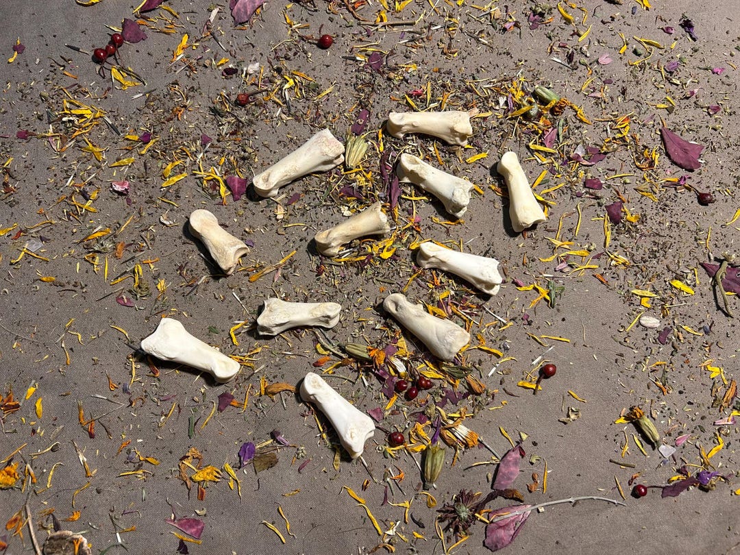 11 Deer Knuckle Bones! - Etsy