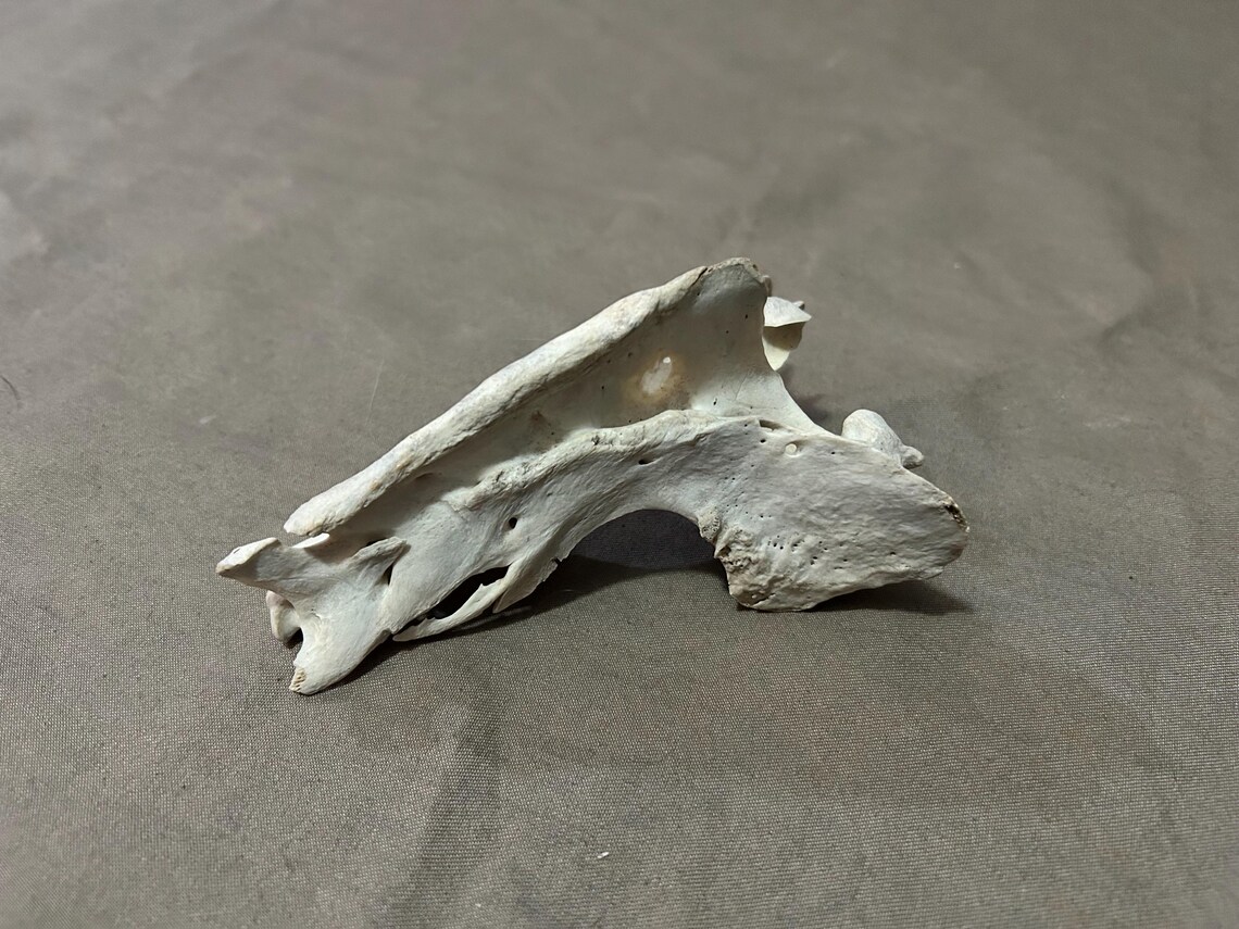 Deer Sacrum Bone! Great for Altars, Crafts, and More! Real Bone! - Etsy