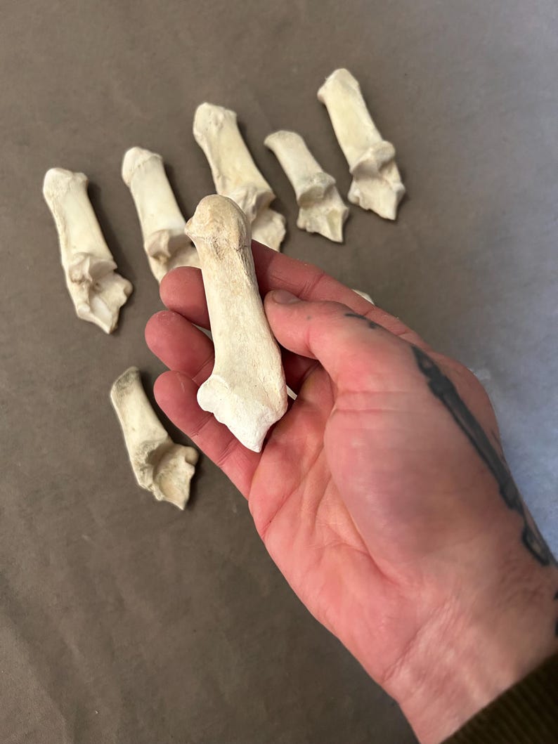 10 Animal Tarsal Bones! Real Bones! Great for Crafts! - Etsy