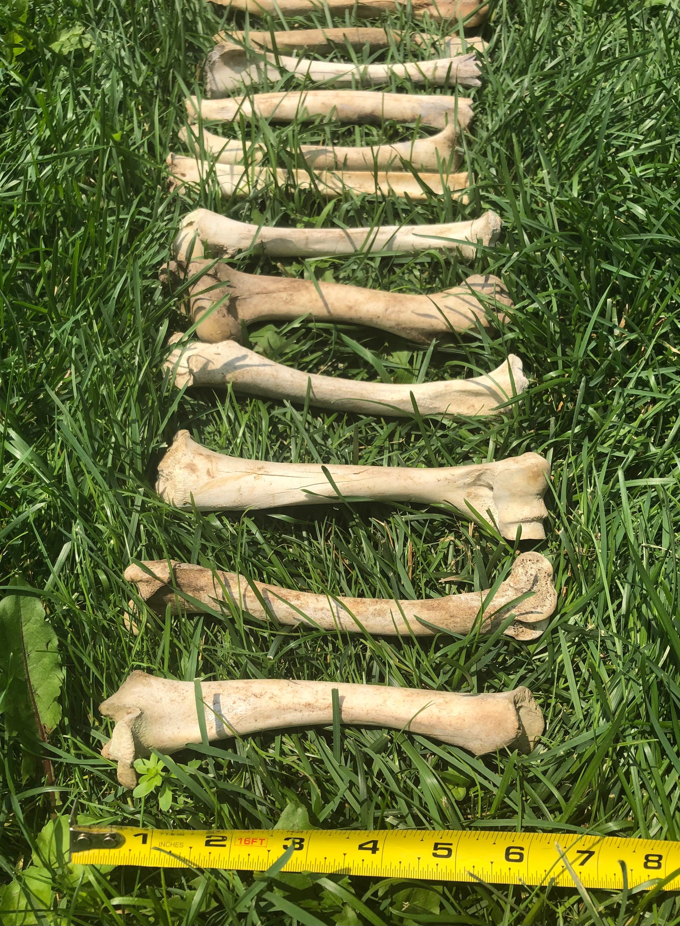 Giant Lot Of 20 Deer Leg Bones Real Animal Bones Etsy giant-lot-of-20-deer-leg-bones-real-animal-bones-etsy