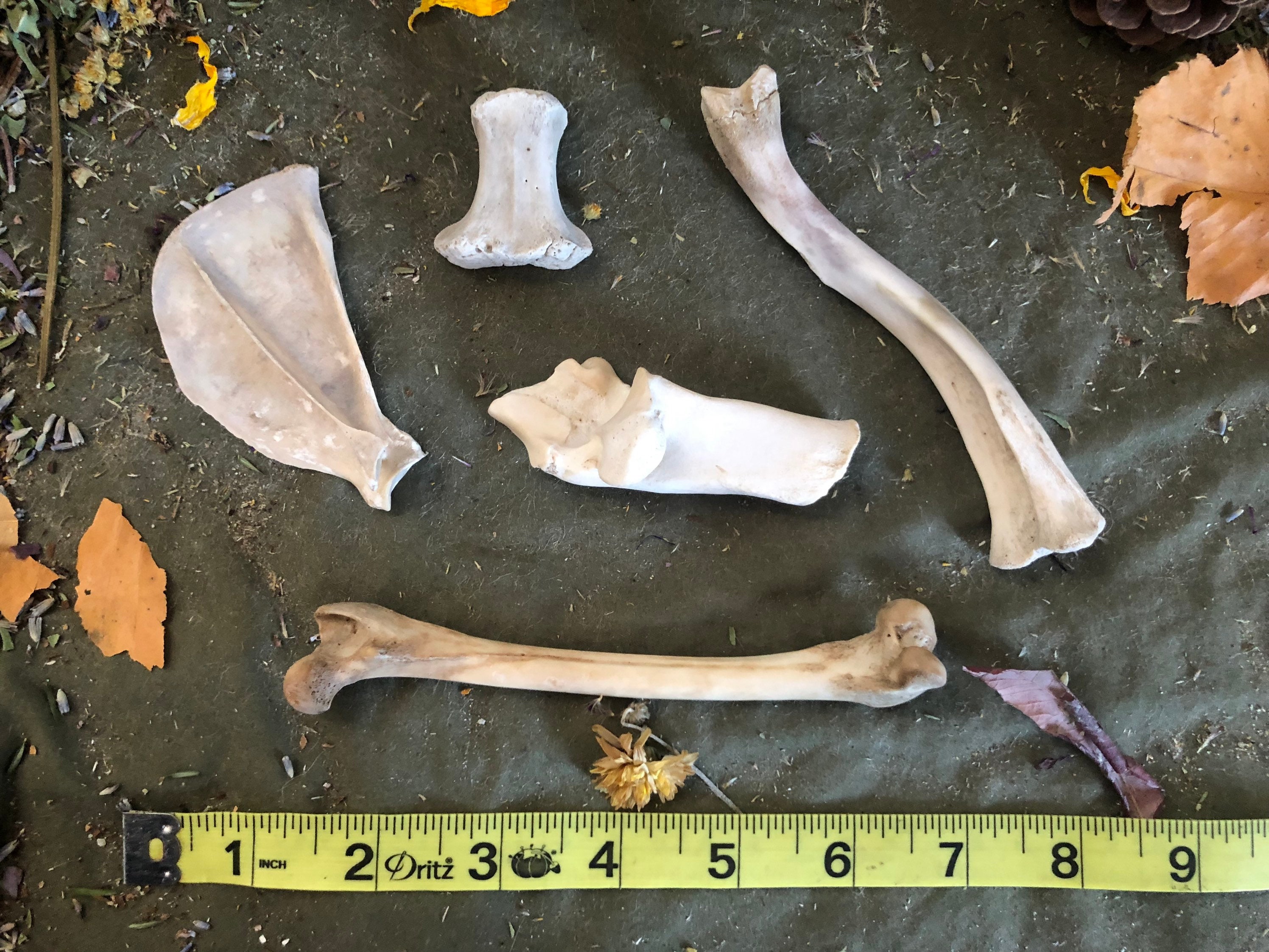 5 Small Bones for Crafting and Jewelry Making! Real Bones! - Etsy