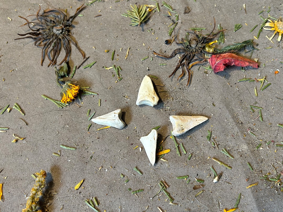 4 Deer Distal Phalanx Bones. Real Bones - Etsy