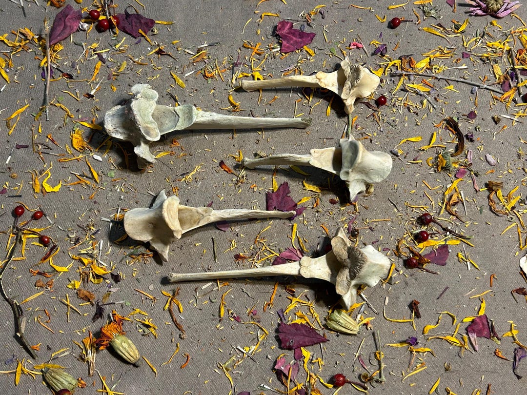 5 Deer Vertebrae Real Bones - Etsy