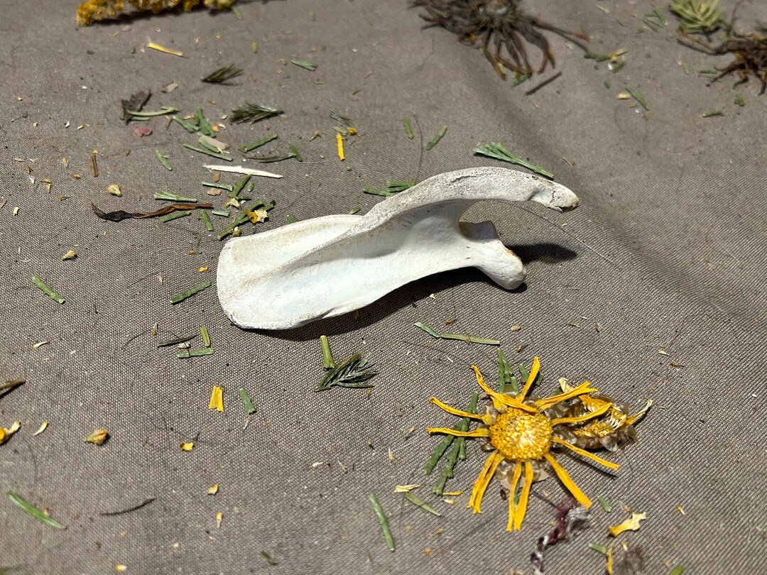 Beaver Scapula Bone! - Etsy