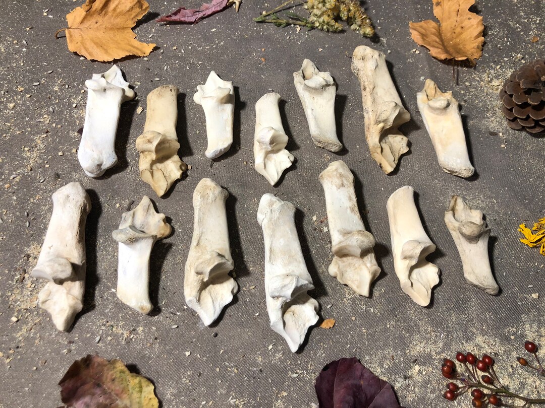 14 Animal Tarsal Bones! Real Bones! Great for Crafts! - Etsy