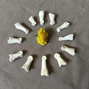 12 Deer Knuckle Bones! - Etsy