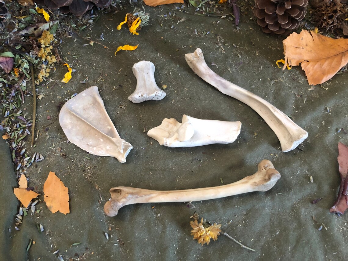 5 Small Bones for Crafting and Jewelry Making! Real Bones! - Etsy