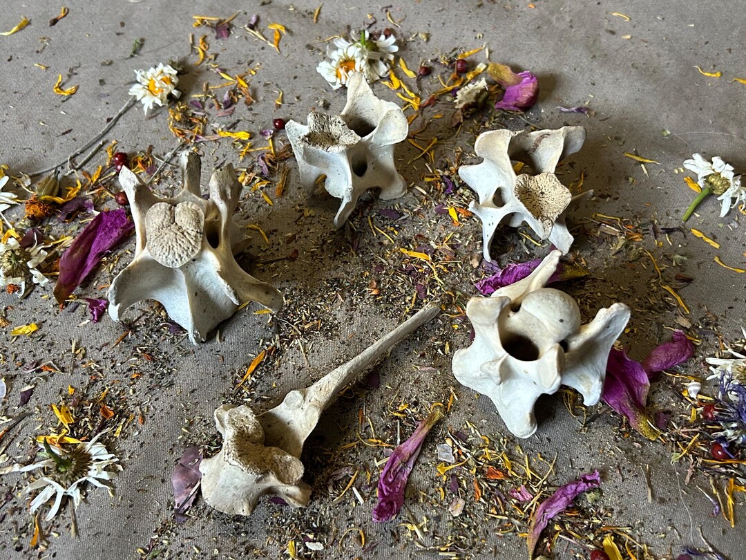 5 Deer Vertebrae! Real Bones! - Etsy