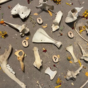 Large Box of Bones and Runes! 25 Bones and 4 Runes! for Crafting ...