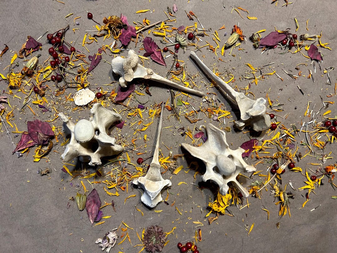 5 Deer Vertebrae Real Bones - Etsy