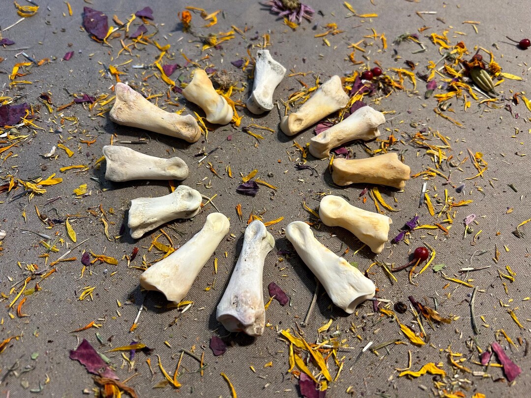 12 Deer Knuckle Bones! - Etsy