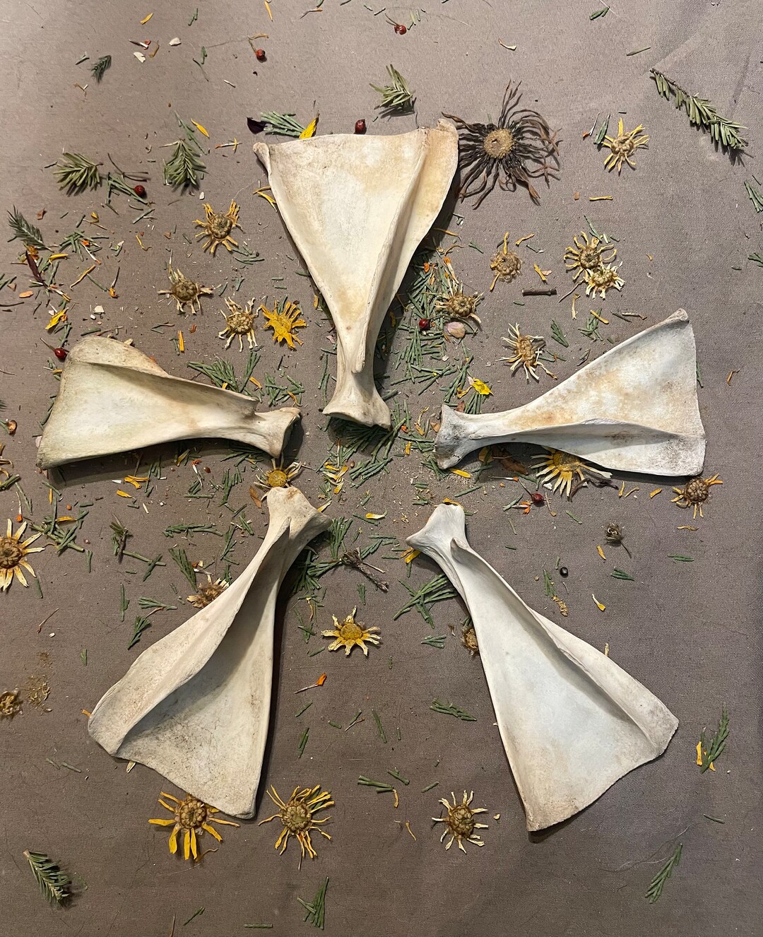 5 Deer Scapula Bones! Real Animal Bones! Naturally Cleaned! - Etsy