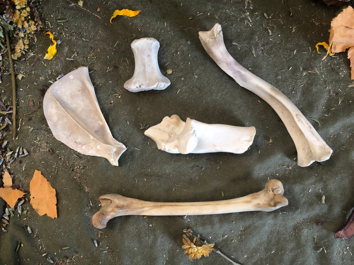 5 Small Bones for Crafting and Jewelry Making! Real Bones! - Etsy