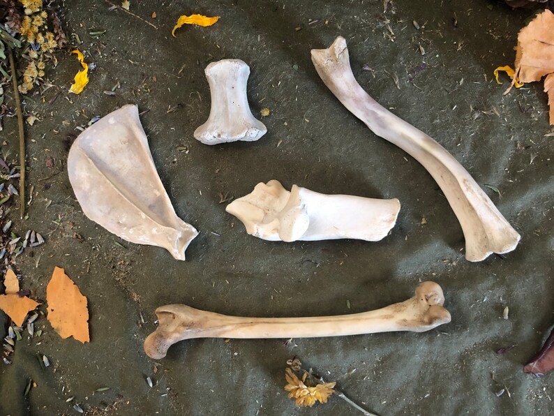 5 Small Bones for Crafting and Jewelry Making! Real Bones! - Etsy