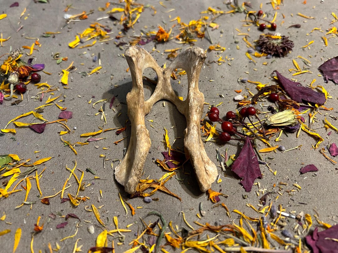 Small Animal Pelvis! Real Bones! - Etsy