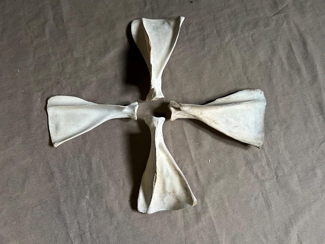 4 Imperfect Deer Scapula Bones! Real Animal Bones! Naturally Cleaned ...