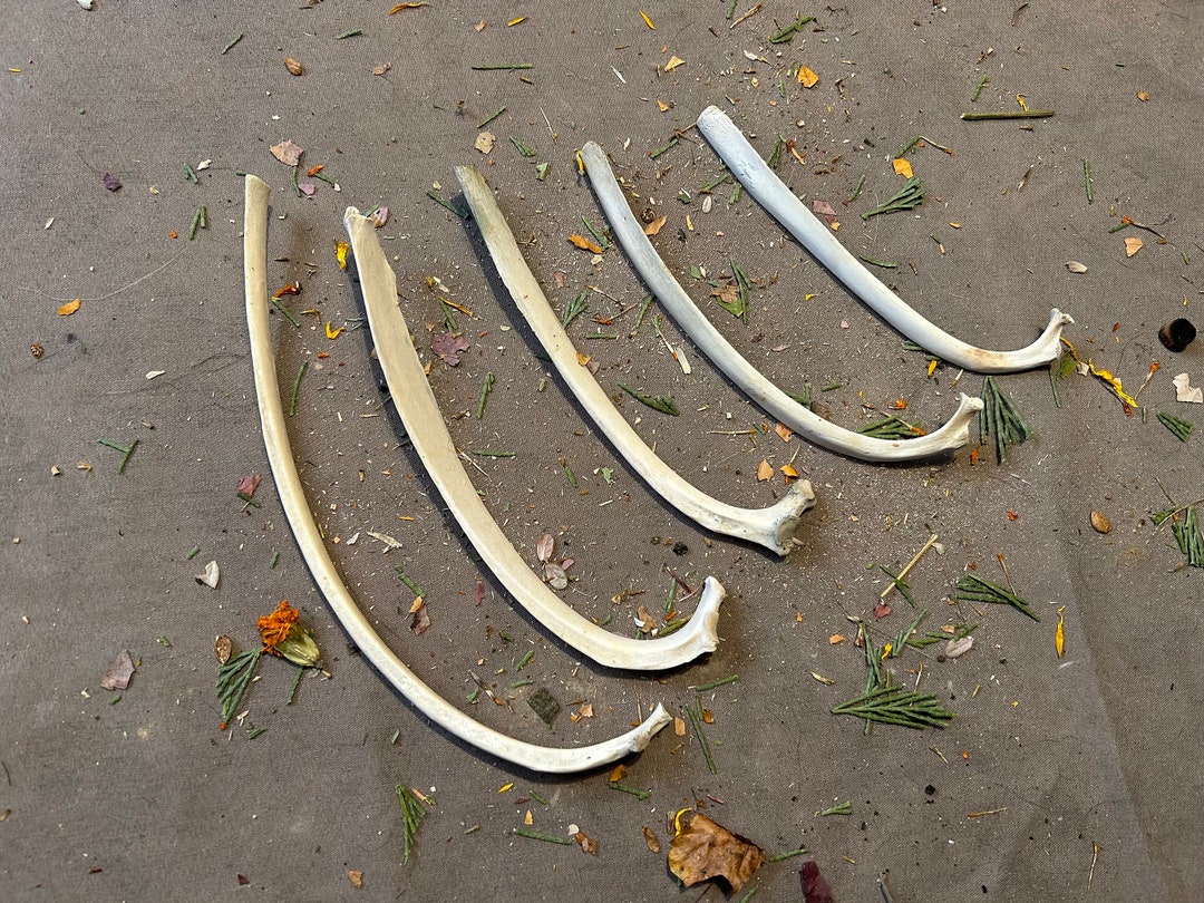 5 Rib Bones Real Animal Bones - Etsy