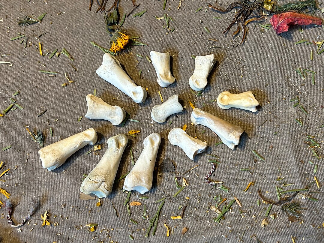 11 Deer Knuckle Toe Bones! - Etsy