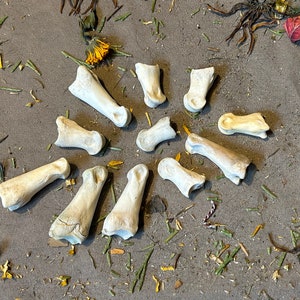 11 Deer Knuckle Toe Bones - Etsy