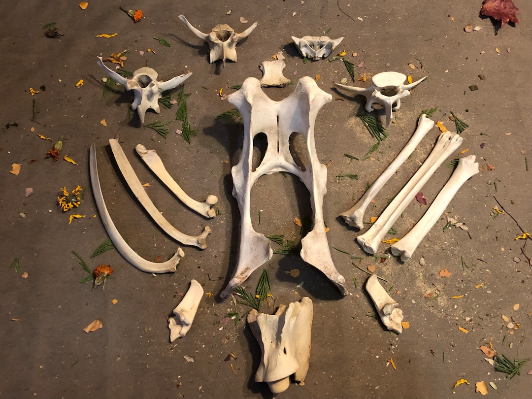Large Box of Bones! 15 Pieces! - Etsy