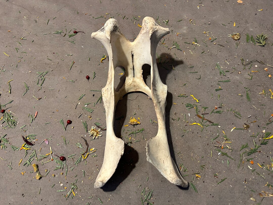 Giant Deer Pelvis Bone Real Bone - Etsy