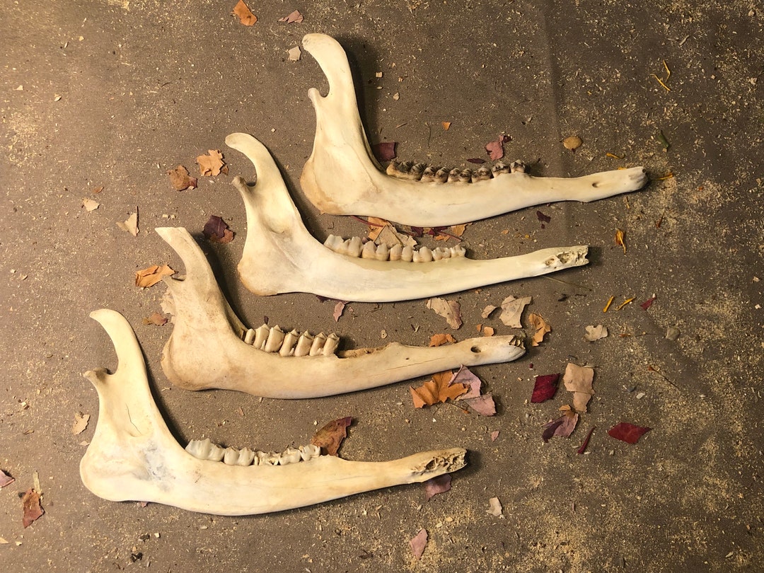 4 Natural Deer Jaw Bones Real Animal Bones - Etsy