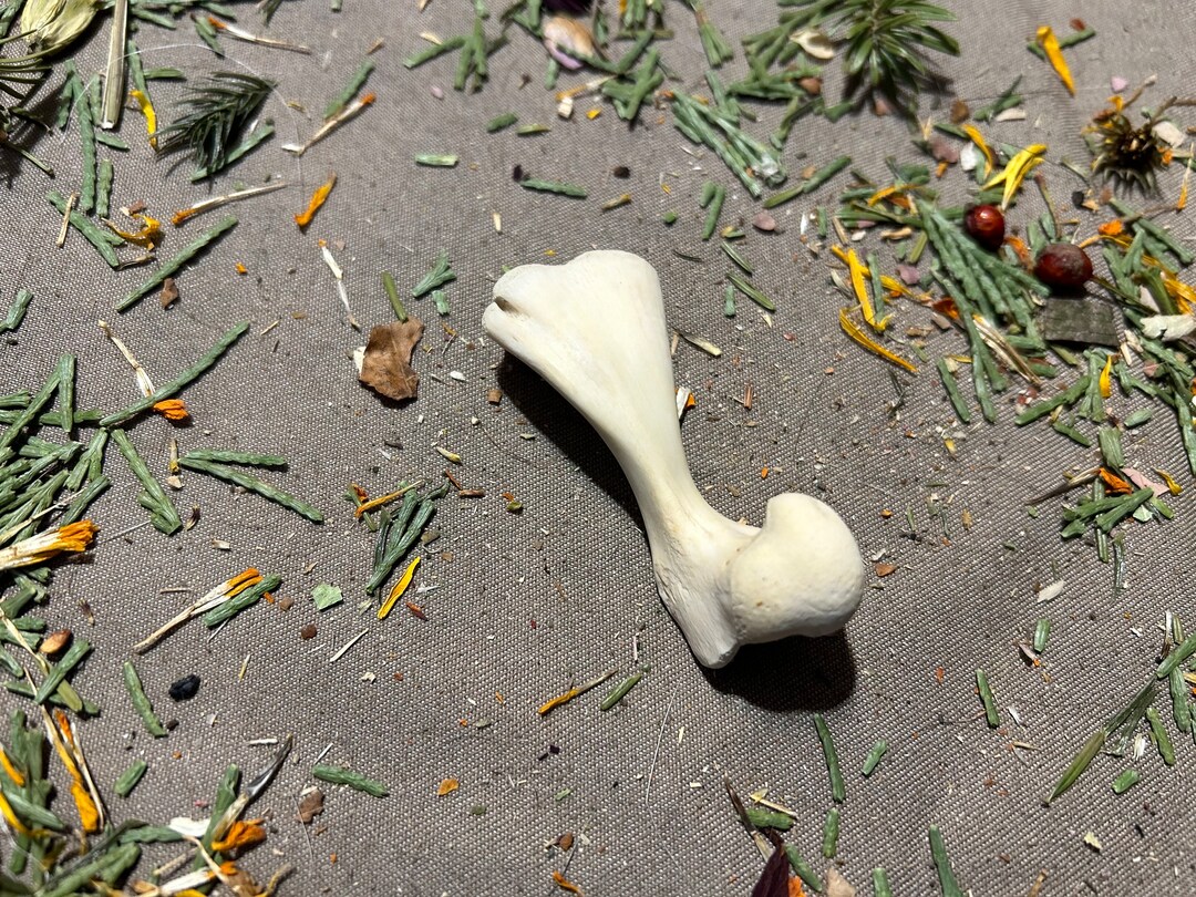 Snapping Turtle Leg Bone Rare Find - Etsy