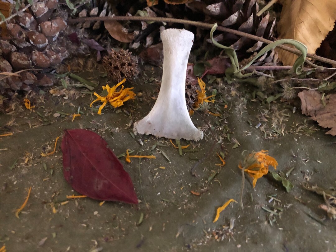 1 Deer Sternum Bone. Natural Bone Mjolnir. - Etsy