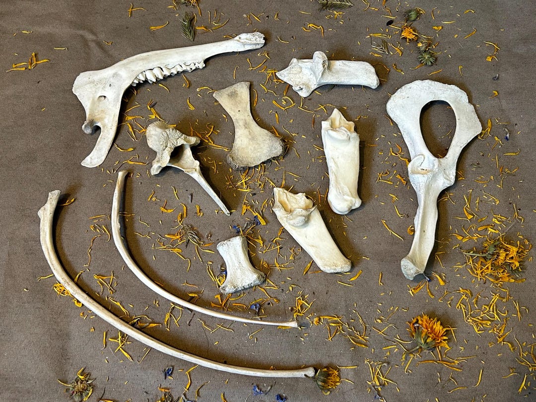 10 Piece Lot of Small Bones for Crafting, Bone Art, Bone Jewelry and ...