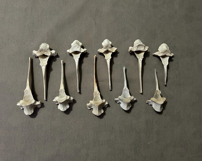 10 Deer Vertebrae! Real Bones! - Etsy