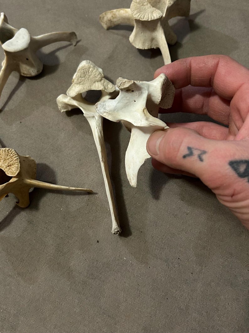 5 Deer Vertebrae! Real Bones! - Etsy