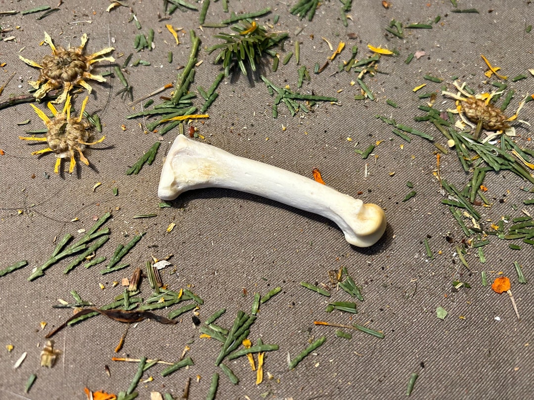 Black Bear Metacarpal Bone Real Animal Bone - Etsy