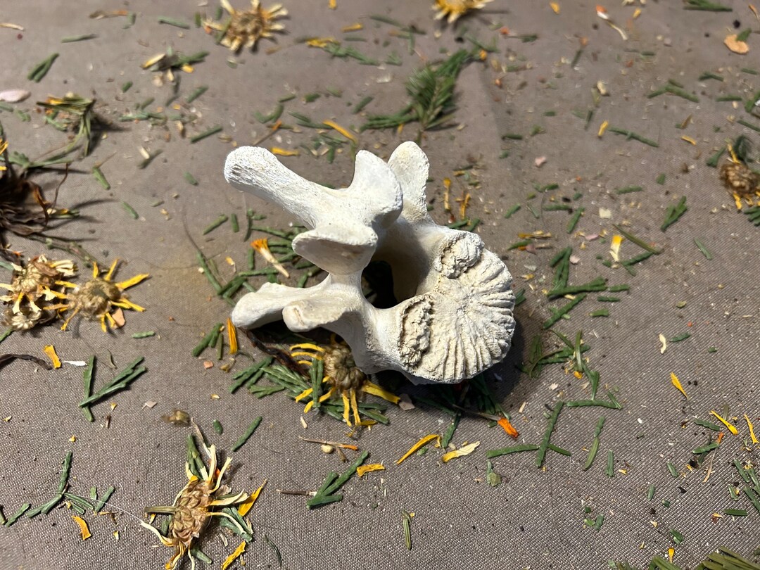 Giant Black Bear Thoracic Vertebrae - Etsy