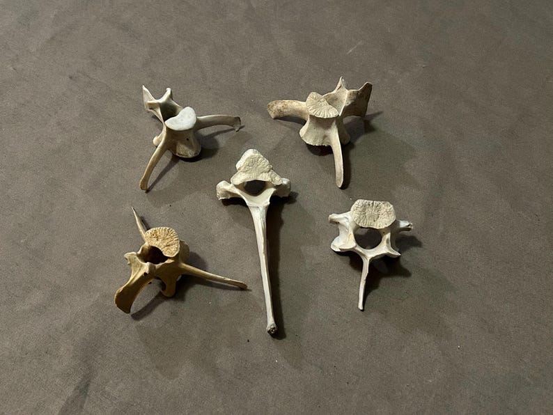 5 Deer Vertebrae! Real Bones! - Etsy