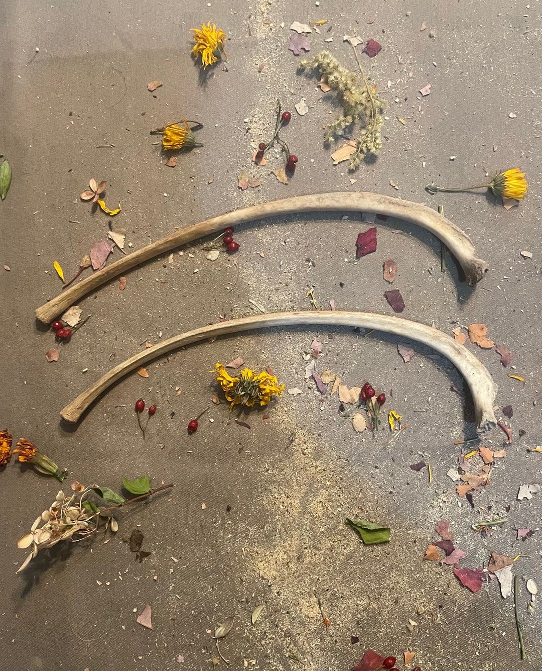 Large Black Bear Rib Bone 2 Pack - Etsy