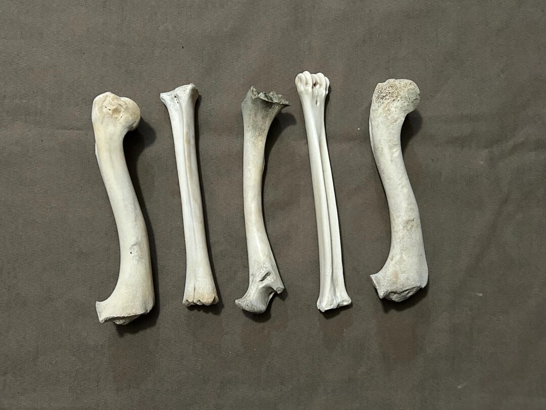 5 Deer Leg Bones! - Etsy
