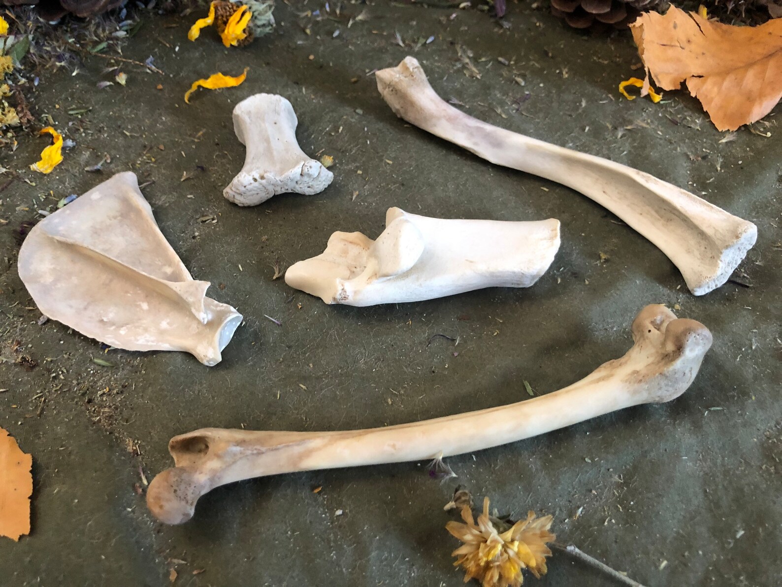 5 Small Bones for Crafting and Jewelry Making! Real Bones! - Etsy