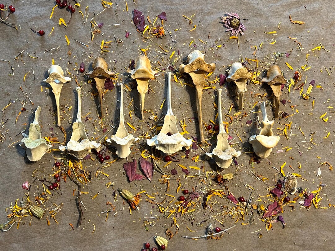 12 Deer Vertebrae Real Bones - Etsy