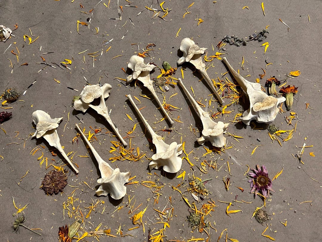 8 Deer Vertebrae Real Bones - Etsy