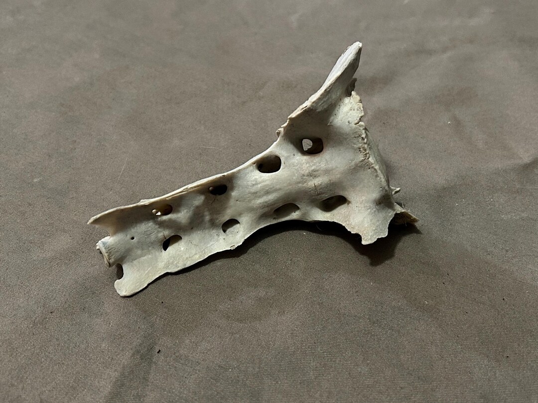 Deer Sacrum Bone! Great for Altars, Crafts, and More! Real Bone! - Etsy