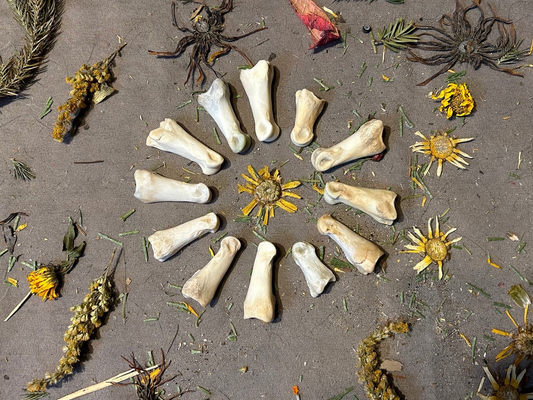 12 Deer Knuckle Bones - Etsy