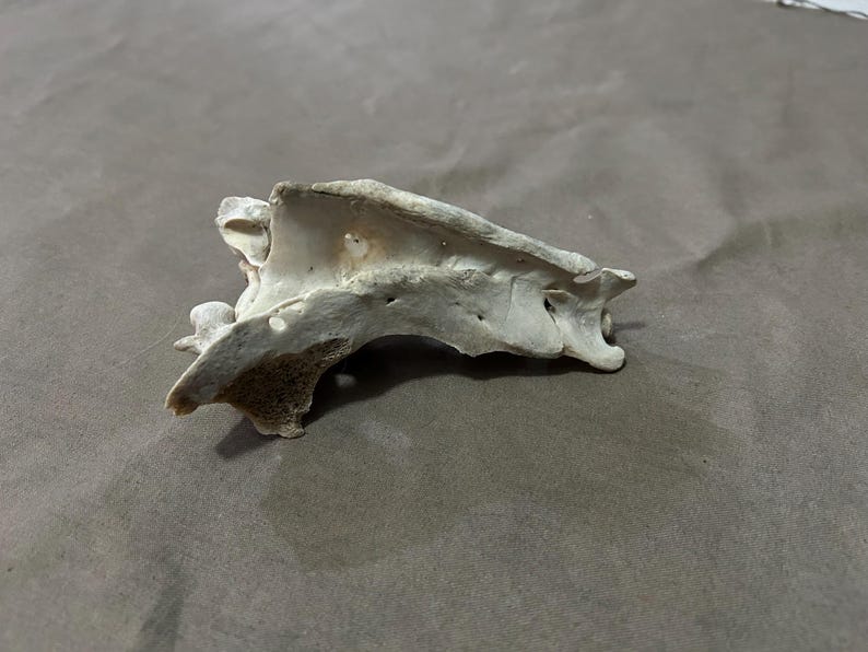 Deer Sacrum Bone! Great for Altars, Crafts, and More! Real Bone! - Etsy