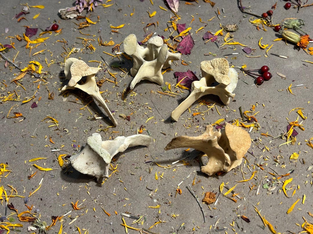 5 Deer Vertebrae! Real Bones! - Etsy