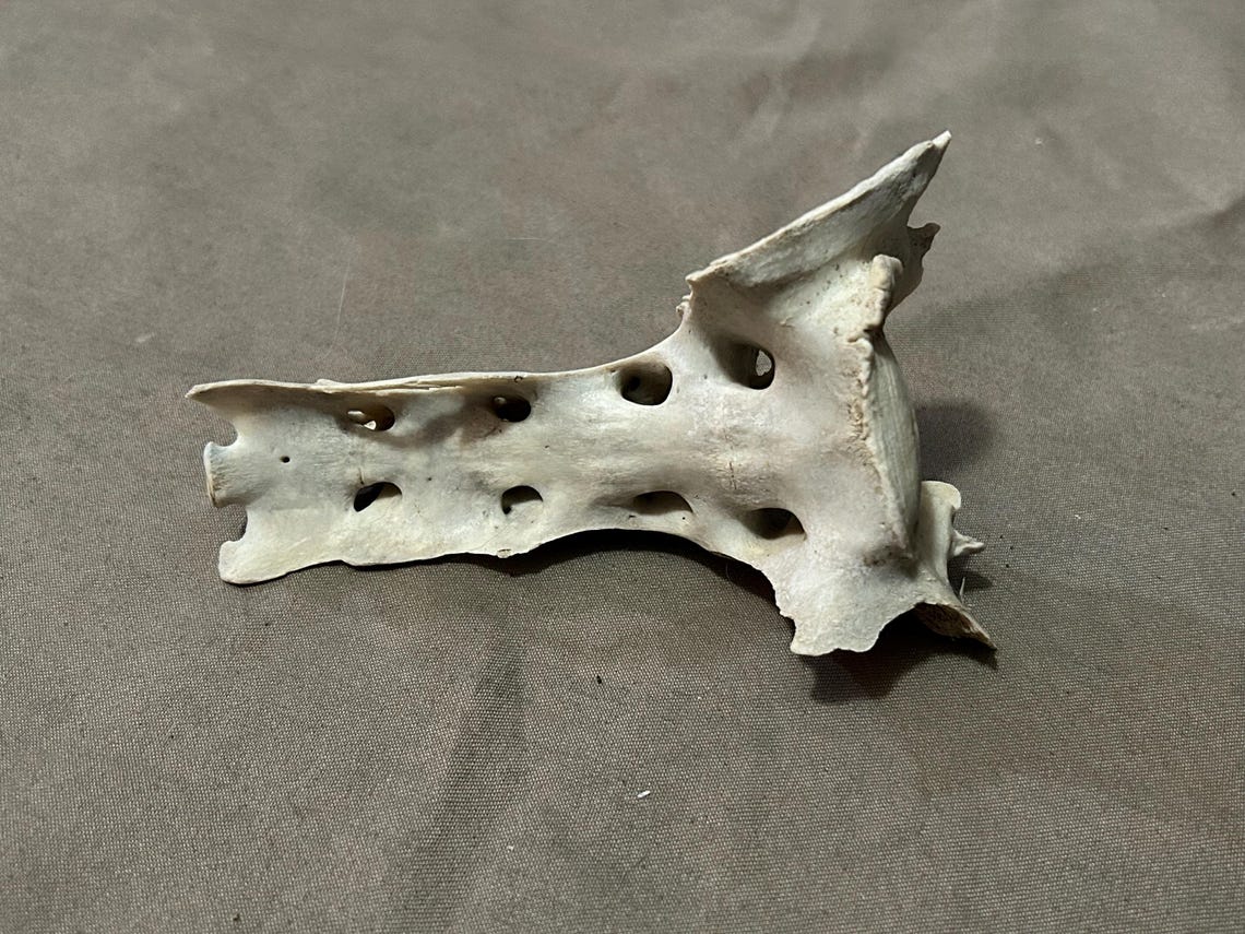 Deer Sacrum Bone! Great for Altars, Crafts, and More! Real Bone! - Etsy