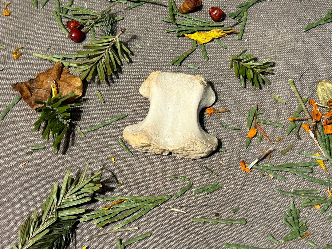 1 Deer Sternum Bone. Natural Bone Mjolnir. - Etsy